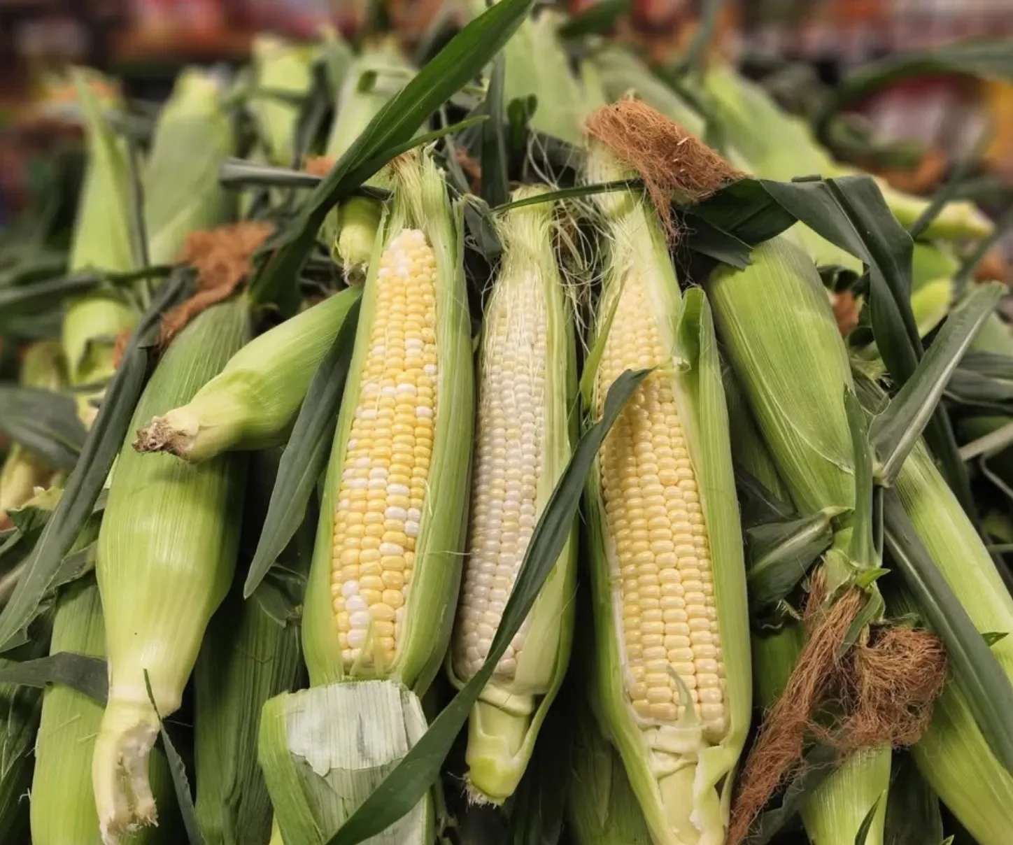 Confreda Greenhouses & Farms located in Rhode Island focuses on the ...